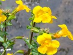 Mimulus - Healing Herbs