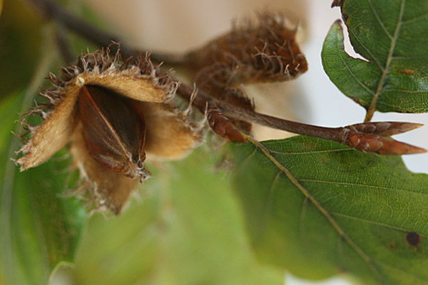 Numbering the Parts in Dr Bach's Beech remedy | Organic Bach Flower ...