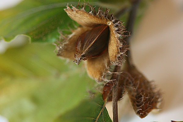 Numbering the Parts in Dr Bach's Beech remedy | Organic Bach Flower ...